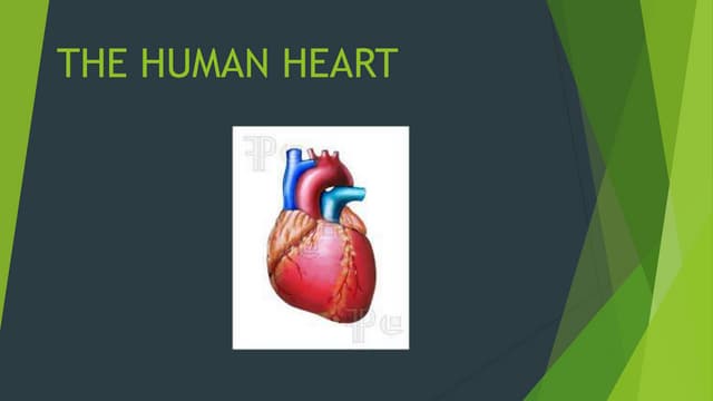 Structure and function of heart by Shashank Bandre Class 10 CBSE | PPTX