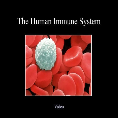 The human immune system | PPT