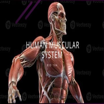 bio 104 anatomy the human muscular system (1).pptx