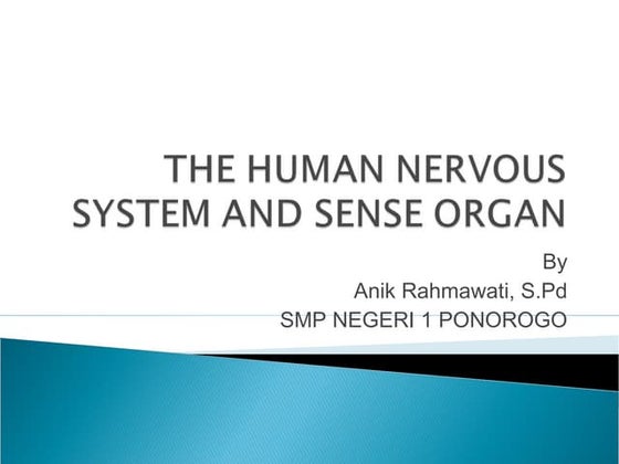 The Nervous System (Slide Show) | PPSX