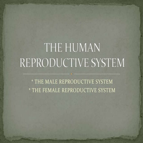 The human reproductive system | PPT