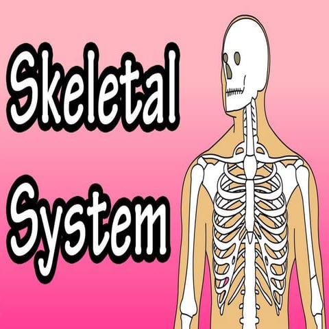 The human skeletal system | PPT