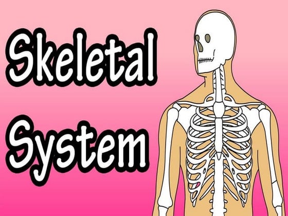 Skeletal_System_ppt.ppt