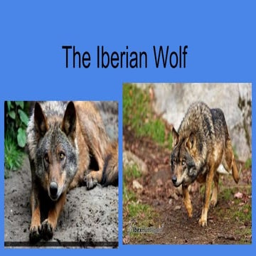 The iberian wolf | PPT