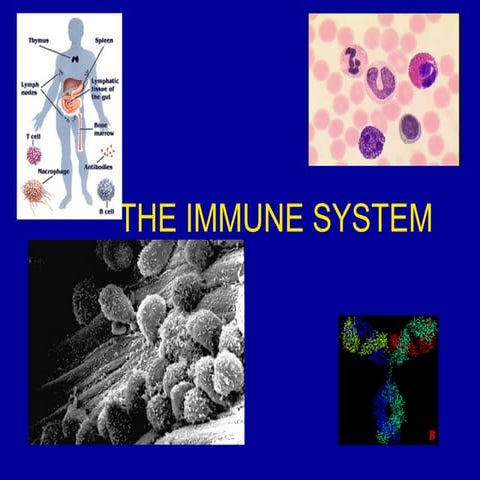 The immune system | PPT