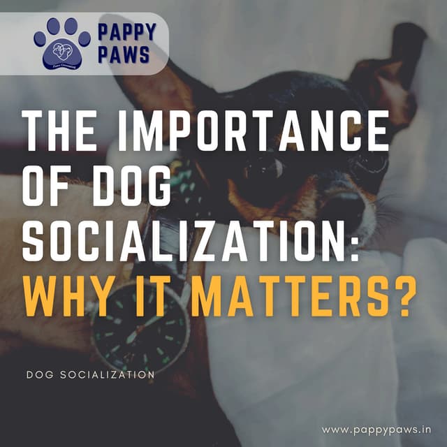 Relationship between children and pets Presentation.pptx