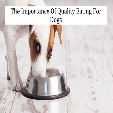 Dog Nutrition.pptx rahul dangi | PPTX