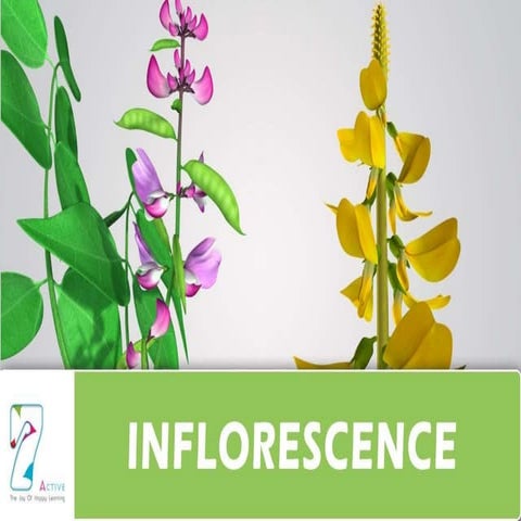 The inflorescence | PPT