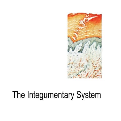The integumentary system | PPT