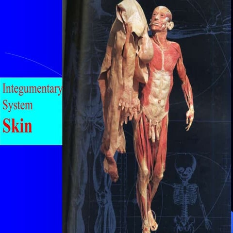 The Integumentary System.ppt