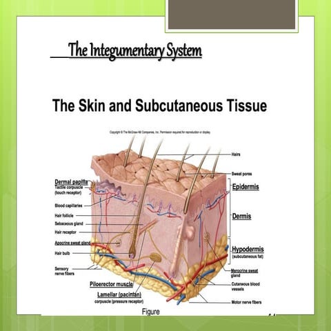 skin-the integumentary system | PPTX