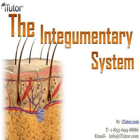 Anatomy & physiology The Integumentary System.pdf