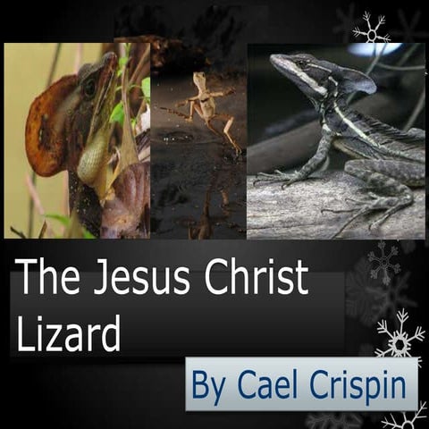 The jesus christ_lizard | PPTX | Reptiles | Pets
