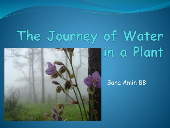 Transport in plants | PPTX | Chemistry | Science