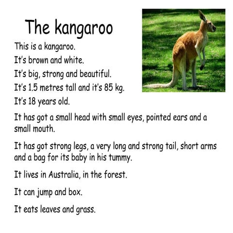 The kangaroo | PPT