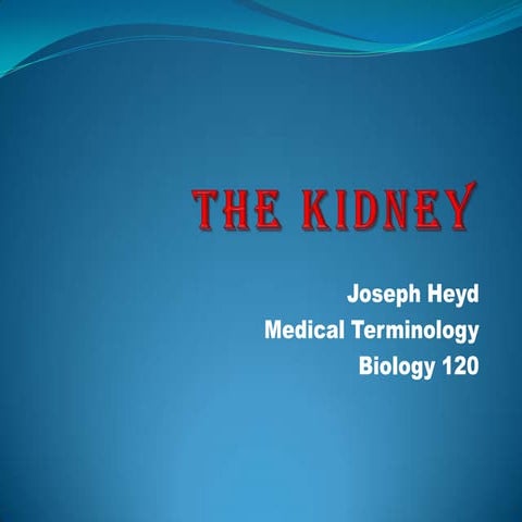 The Kidney | PPTX