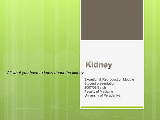 Kidney anatomy and physiology | PPT