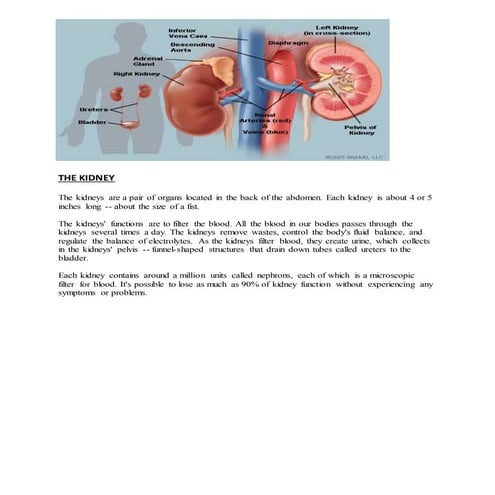 The kidney, functions, treatments and diseases..... | DOCX