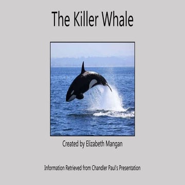 The killer whale | PPT