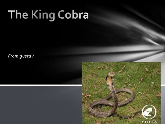 Cobra powerpoint | PPTX | Reptiles | Pets