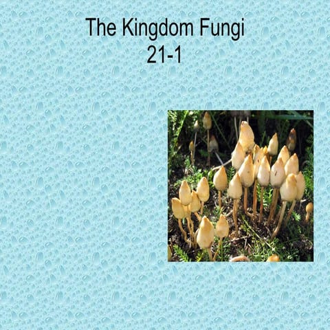 Kingdom fungi | PPTX