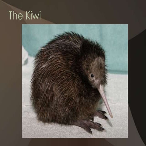 The kiwi.pptx apresentacao | PPTX | Birds | Pets