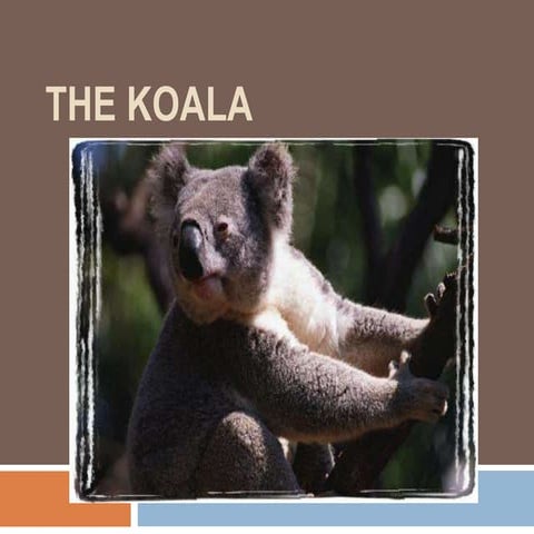 The koala | PPTX