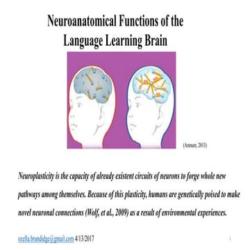 The language learning brain | PPTX
