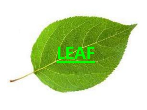 Different Shapes of leaf | PDF