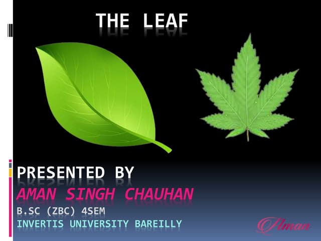 Nodal anatomy, Leaf development & Phyllotaxy | PPTX