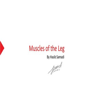 anatomy of the leg muscles | PDF