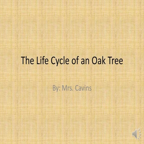 The life cycle of an oak tree | PPTX