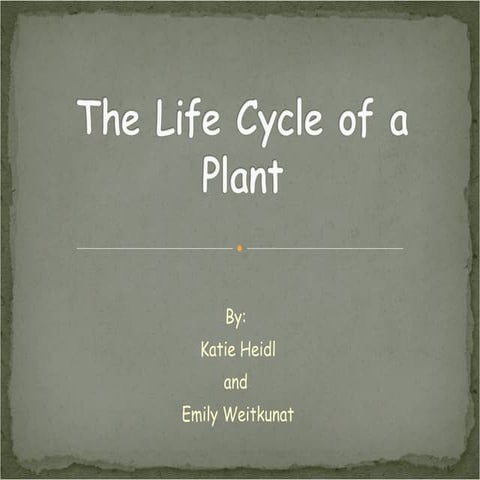 The Life Cycle Of A Plant | PPT