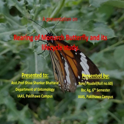 A presentation on lifecycle and rearing of monarch butterfly. | PPTX