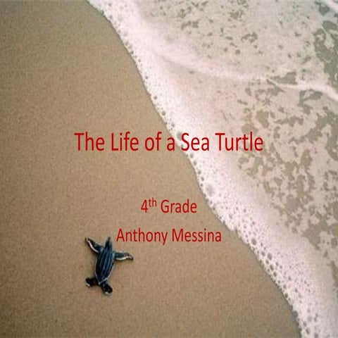 The life of a sea turtle | PPTX