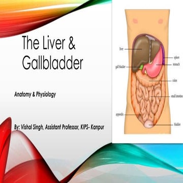The Liver & Gallbladder (Anatomy & Physiology).pptx