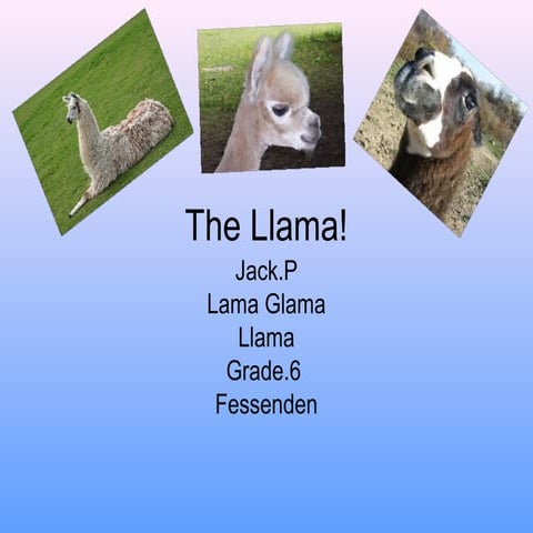 The llama! | PPT | Large Animals | Pets