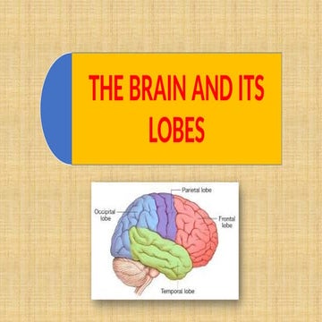 THE LOBES.pptx ingkkkkkkjjjjjjjjjjjjhhhhg | PPT