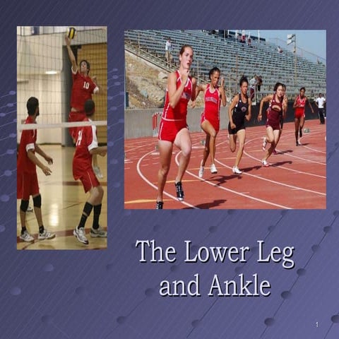 The lower leg and ankle f09 | PPT