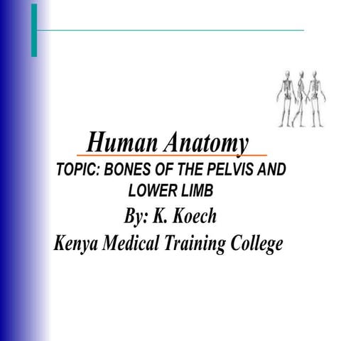 Comprehensive Overview of Pelvic and Lower Limb Bones in Human Anatomy ...