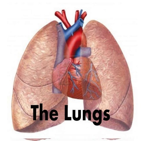 The lungs | PPTX