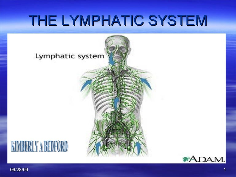 The Lymphatic System Presentation 2 Chapt. 6&7 The Lymphatic System Presentation 2 Chapt. 6&7