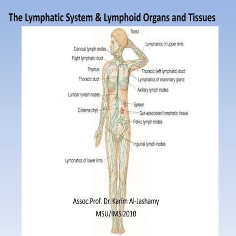 The Lymphatic System & Lymphoid Organs And Tissues | PDF