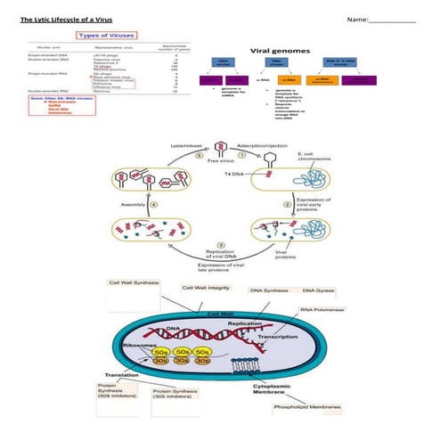 Lytic lifecycle of a virus | PPTX
