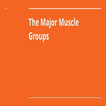 The Major Muscle Groups Explained in Detail | PPTX
