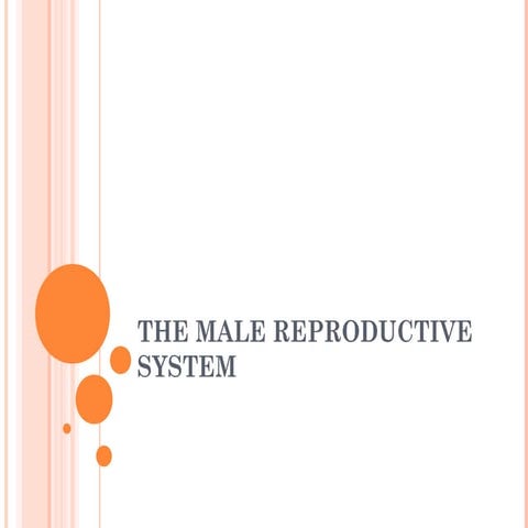 The male reproductive system | PPT