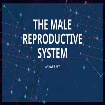 THE MALE REPRODUCTIVE SYSTEM - Answer111111111 Key.pptx