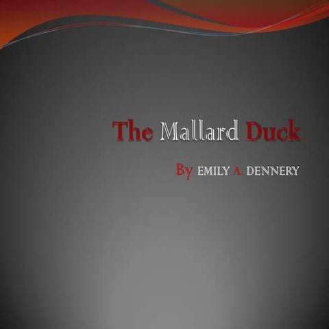 The mallard duck | PPTX