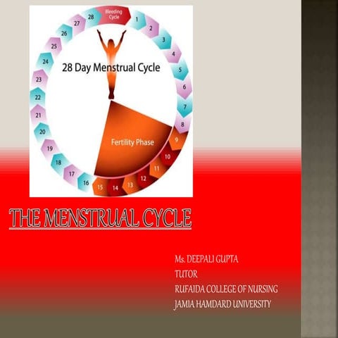 The menstrual cycle | PPTX