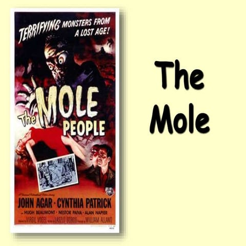 The mole (2) | PPSX